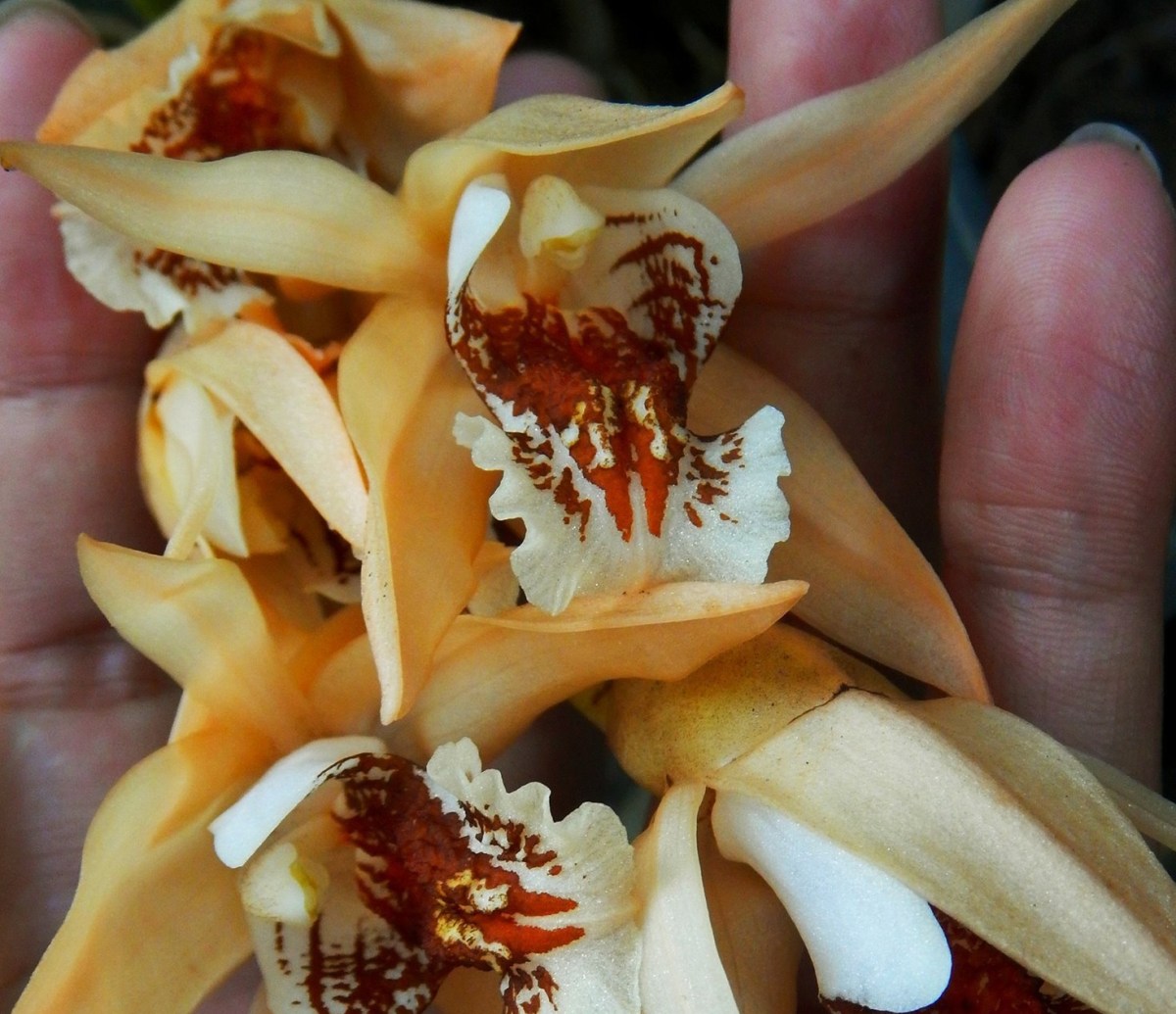 Saving Sumatran orchids from deforestation, one plant at a time ...