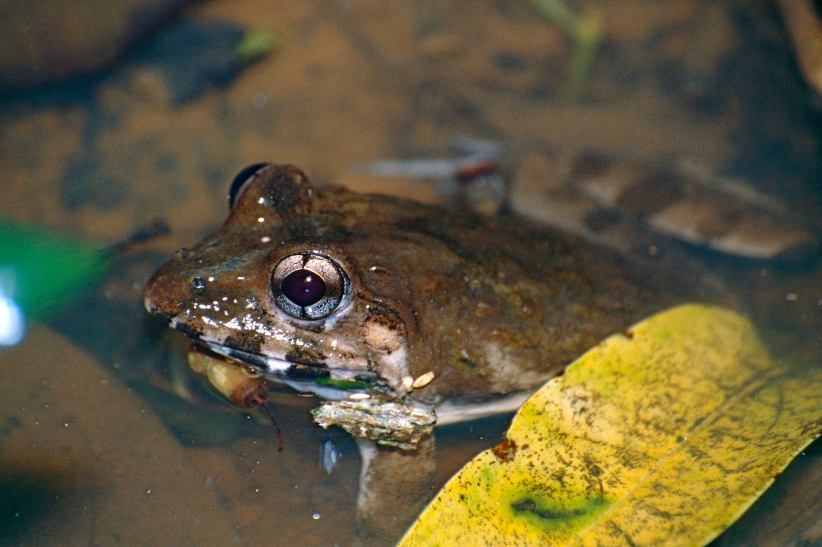 EU demand for frogs’ legs raises risks of local extinctions, experts ...