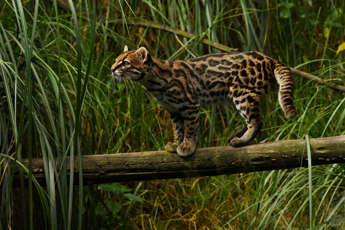 A tiger cat gains new species designation, but conservation challenges ...