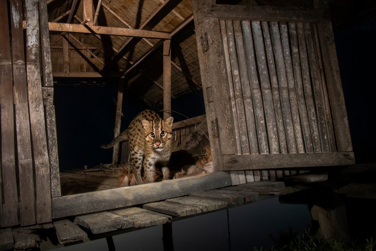 Saving Asia’s fishing cat means protecting threatened wetland habitat ...