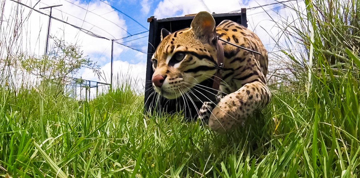 Getting rewilding right with the reintroduction of small wildcats ...